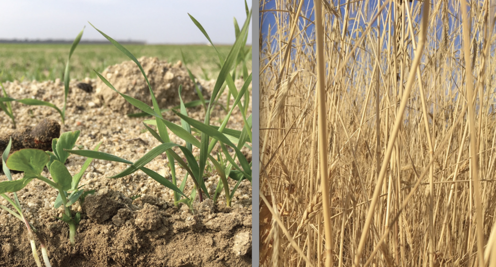 Farmers try poly-cropping, with more than one crop at a time - Organic ...