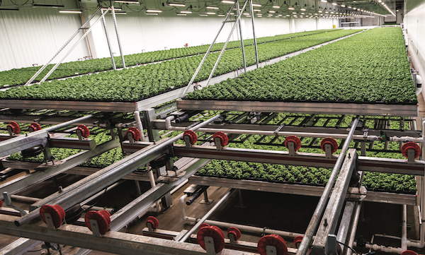 Soli Organic thrives at indoor, in-dirt organic growing of herbs ...