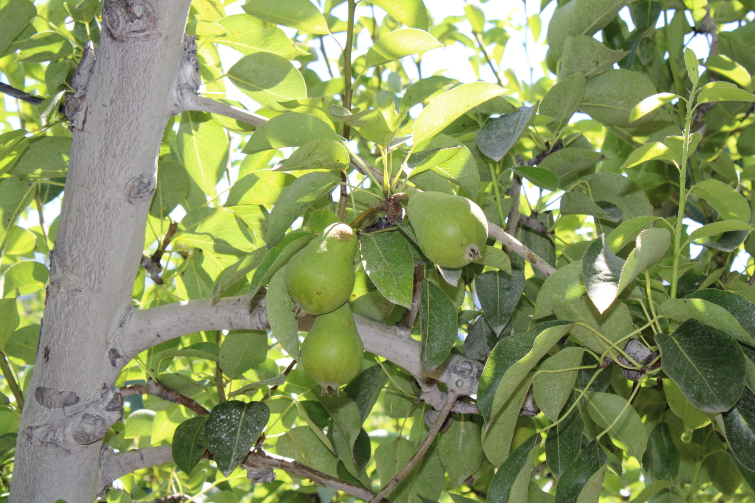 Prey’s Fruit Barn & Orchards carrying on family tradition - Organic Grower