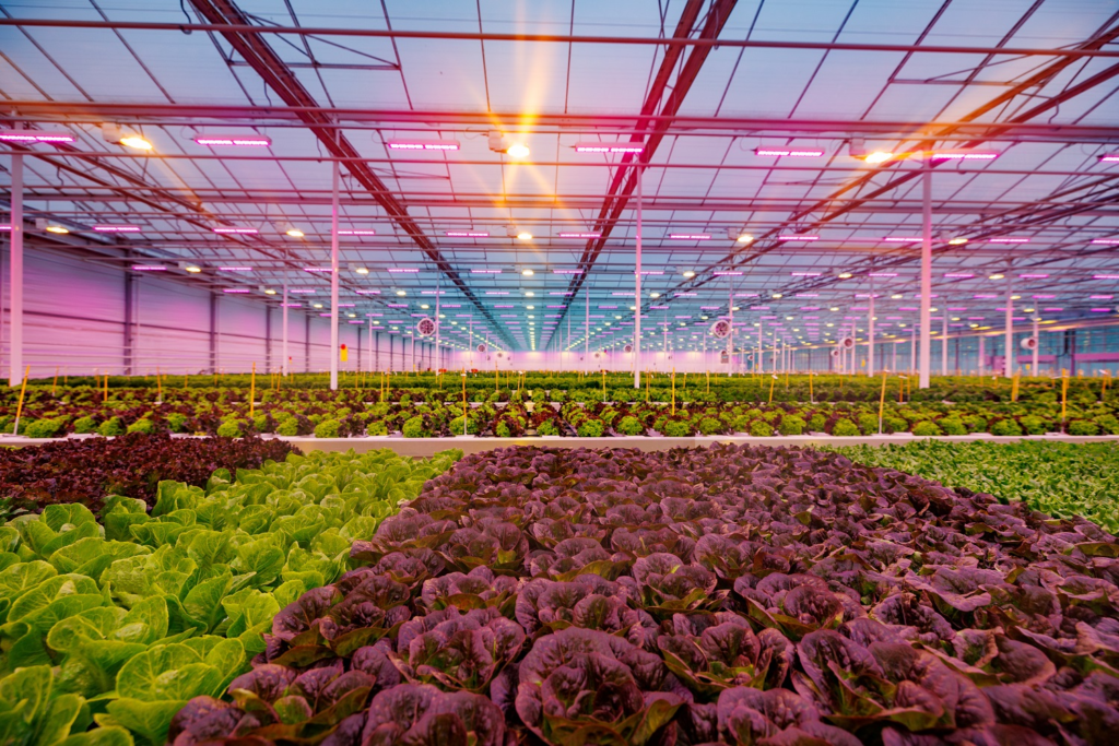 Rijk Zwaan's leafy hydroponics demo set for next month - Organic Grower